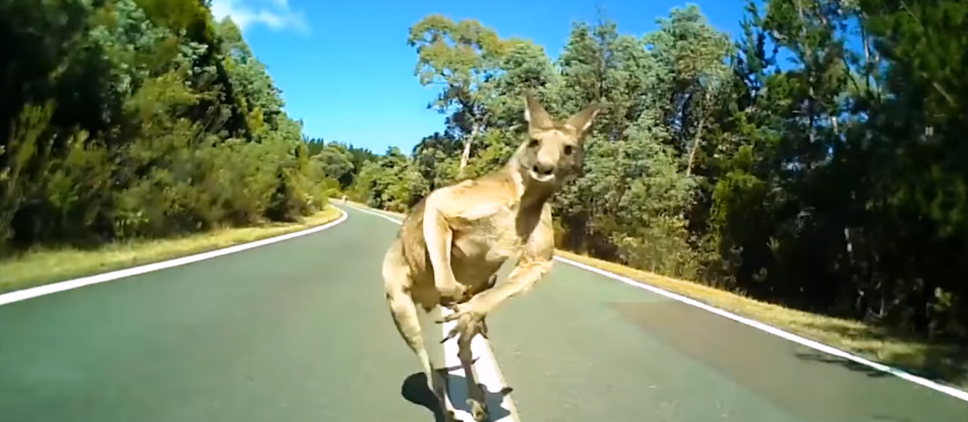 VIDEO: Kangaroo Cannonballs Aussie Cyclist - We Love Cycling magazine